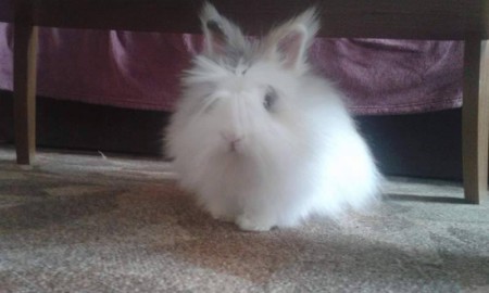 Z nového domova :: Hobby chov od Teríska