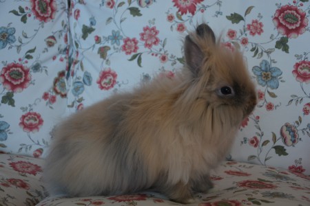 Z nového domova :: Hobby chov od Teríska