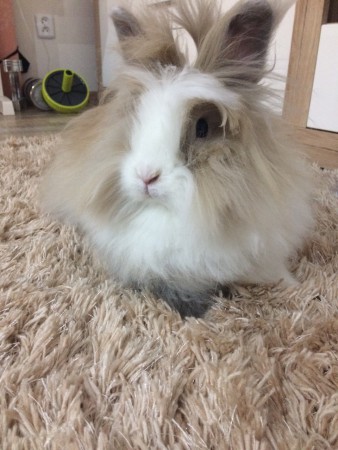 Z nového domova :: Hobby chov od Teríska