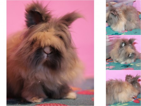 Králíci :: Hobby chov od Teríska