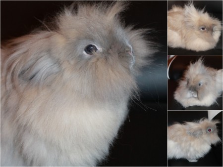 Králíci :: Hobby chov od Teríska