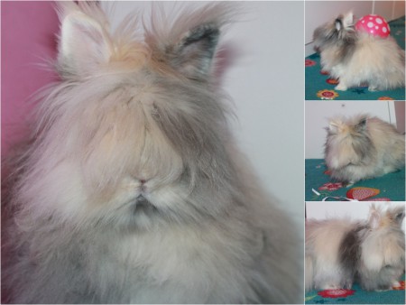 Králíci :: Hobby chov od Teríska