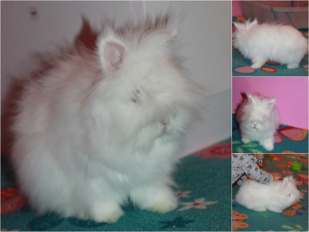 Králíci :: Hobby chov od Teríska